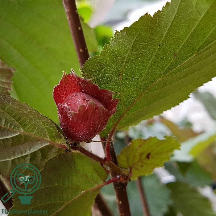 Corylus maxima 'Rød Zellernød', Storfrugtet hassel