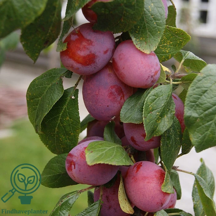 Prunus dom. 'Victoria', Blomme