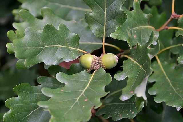 Quercus petraea, Vintereg