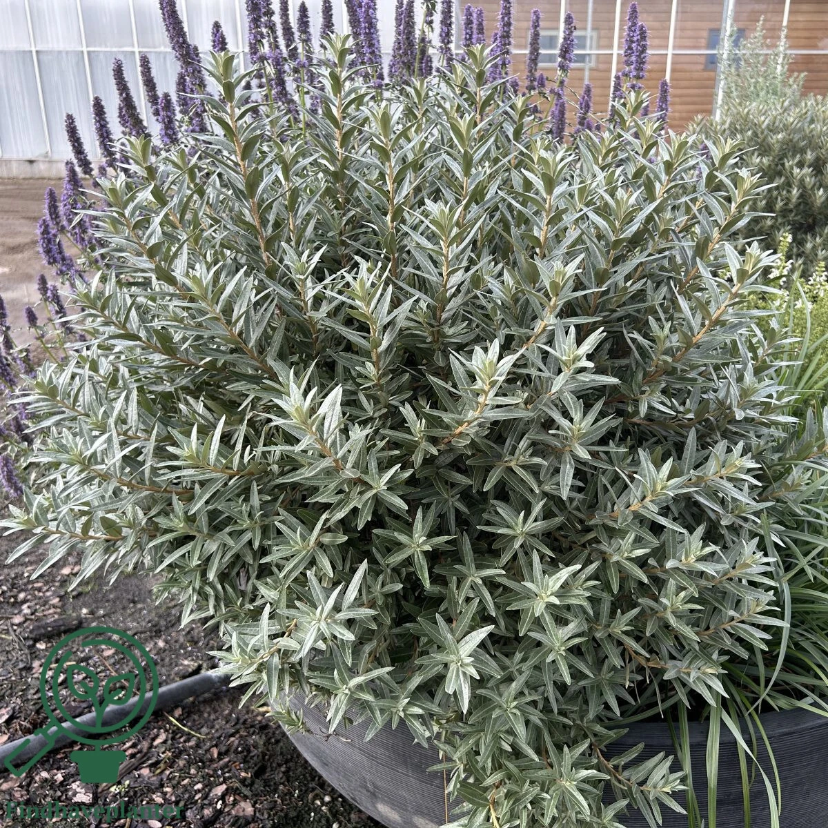 Hippophae rhamnoides 'Hikul', Havtorn