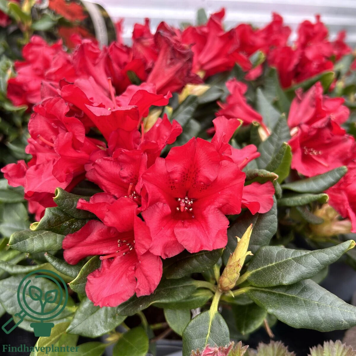 Rhododendron repens 'Baden-Baden'