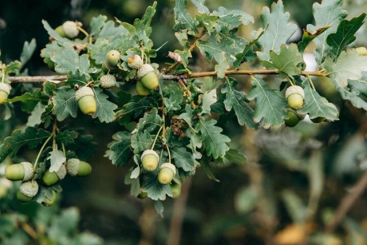 Quercus petraea, Vintereg (barrods)