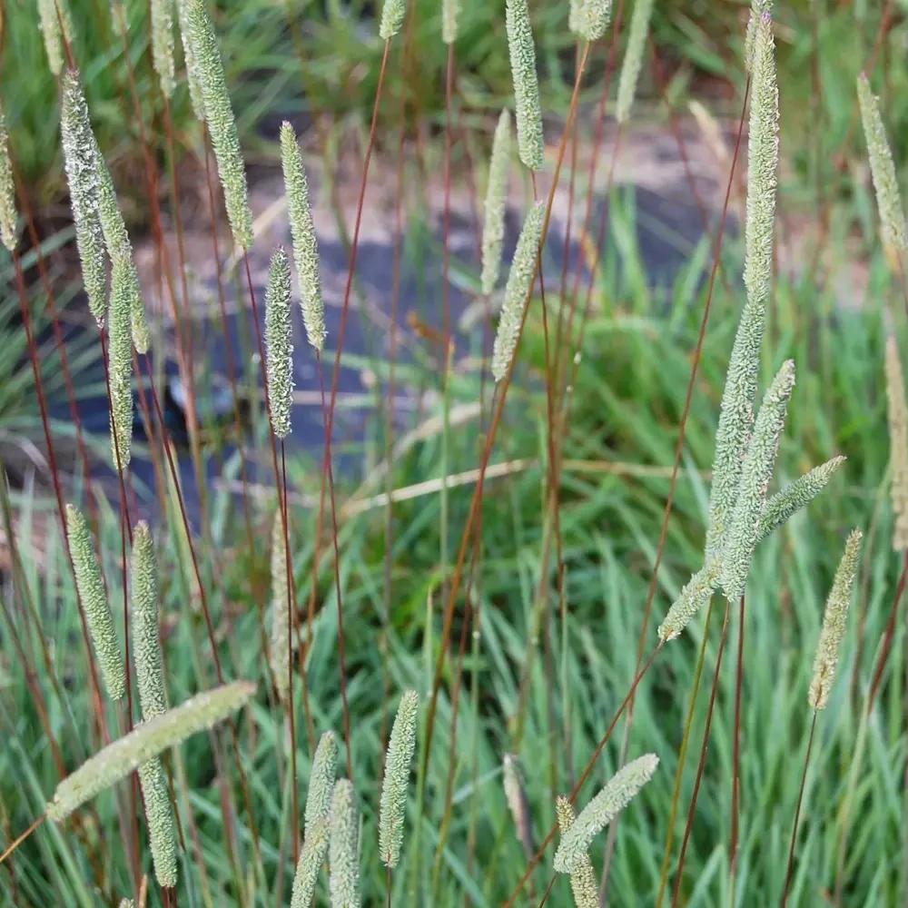 Phleum phleoides, Glat rottehale