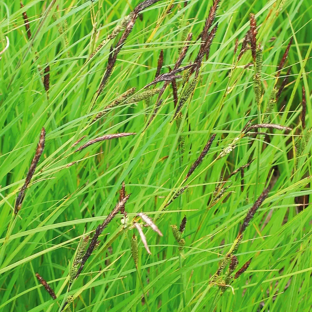 Carex nigra, Alm. star