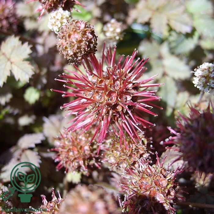 Acaena microphylla 'Kupferteppich', Tornnød