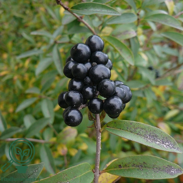 Ligustrum vulgare ‘Liga’, Alm. liguster (barrods)