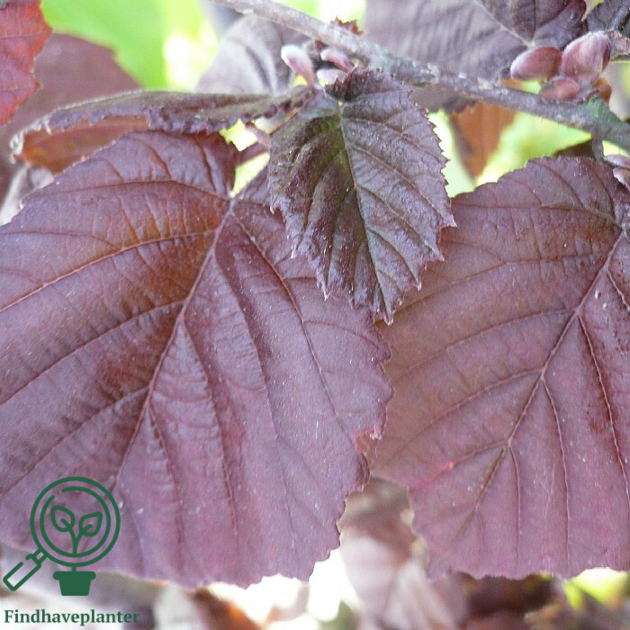Corylus maxima 'Purpurea', Blodhassel