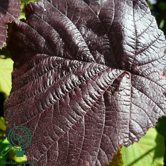 Corylus maxima 'Purpurea', Blodhassel