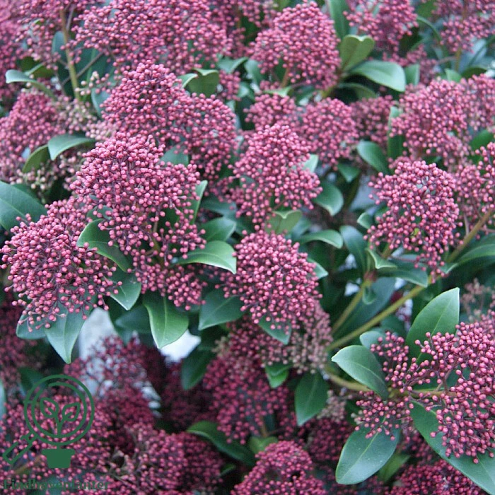 Skimmia japonica 'Rubella'