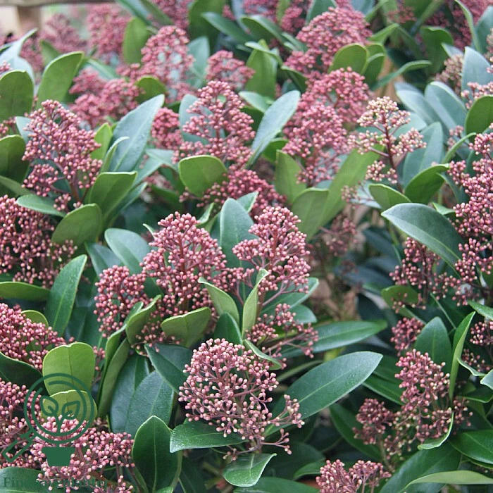 Skimmia japonica 'Rubella'