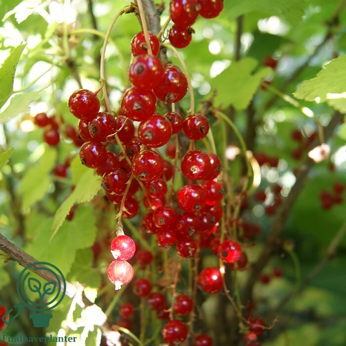 Ribes rubrum 'Jonkheer van Tets', Ribs