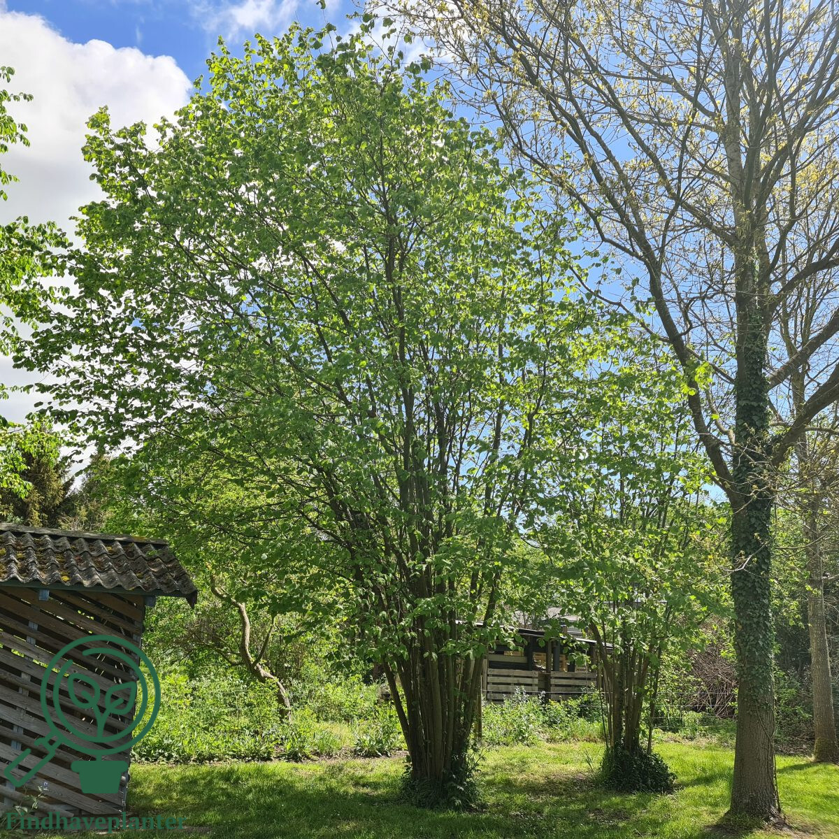 Corylus avellana, Alm.hassel (barrods)